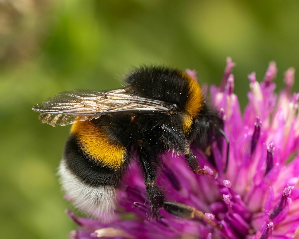 Bombus from Eriksberg-Håga, Uppsala, Sverige on August 7, 2023 at 06:30 ...