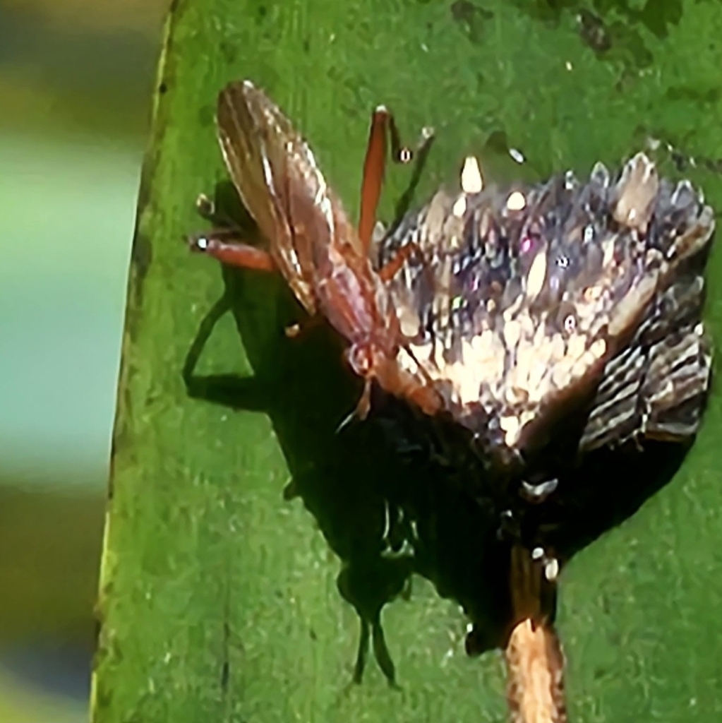 Snail-killing Flies from Grafton on September 4, 2023 at 11:49 AM by ...