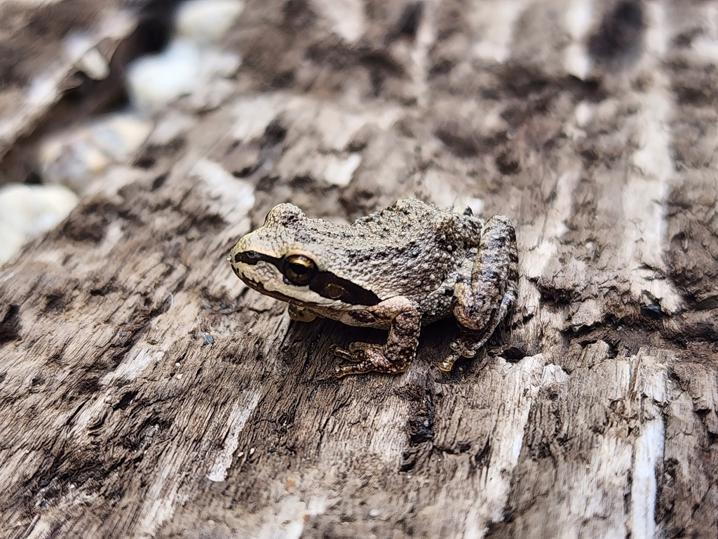 Sierran Tree Frog from Cascade, ID 83611, USA on September 2, 2023 at ...
