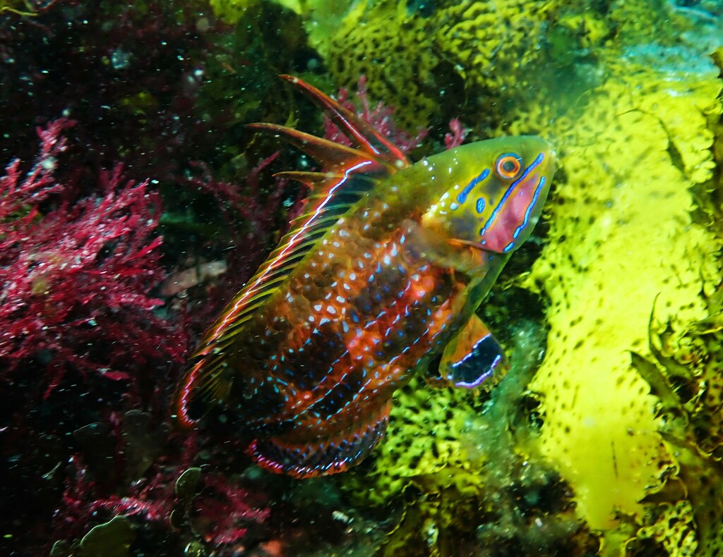 Rainbow Cale from Sydney NSW, Australia on August 21, 2023 at 11:35 AM ...