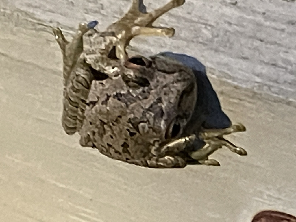 Cuban Tree Frog from Lemon Ave, Zephyrhills, FL, US on September 3 ...