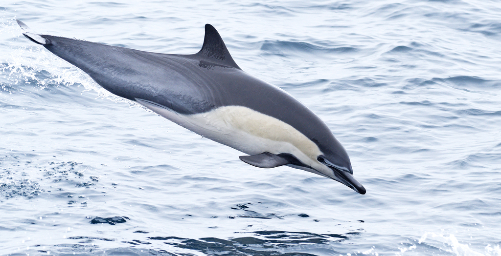 Common Dolphin (Delphinus delphis) - Marine Life Identification
