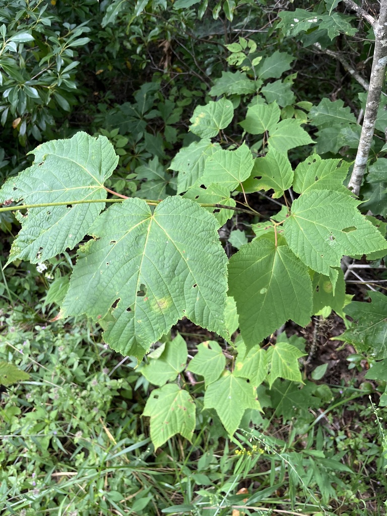 striped maple in September 2023 by wetlandfan · iNaturalist