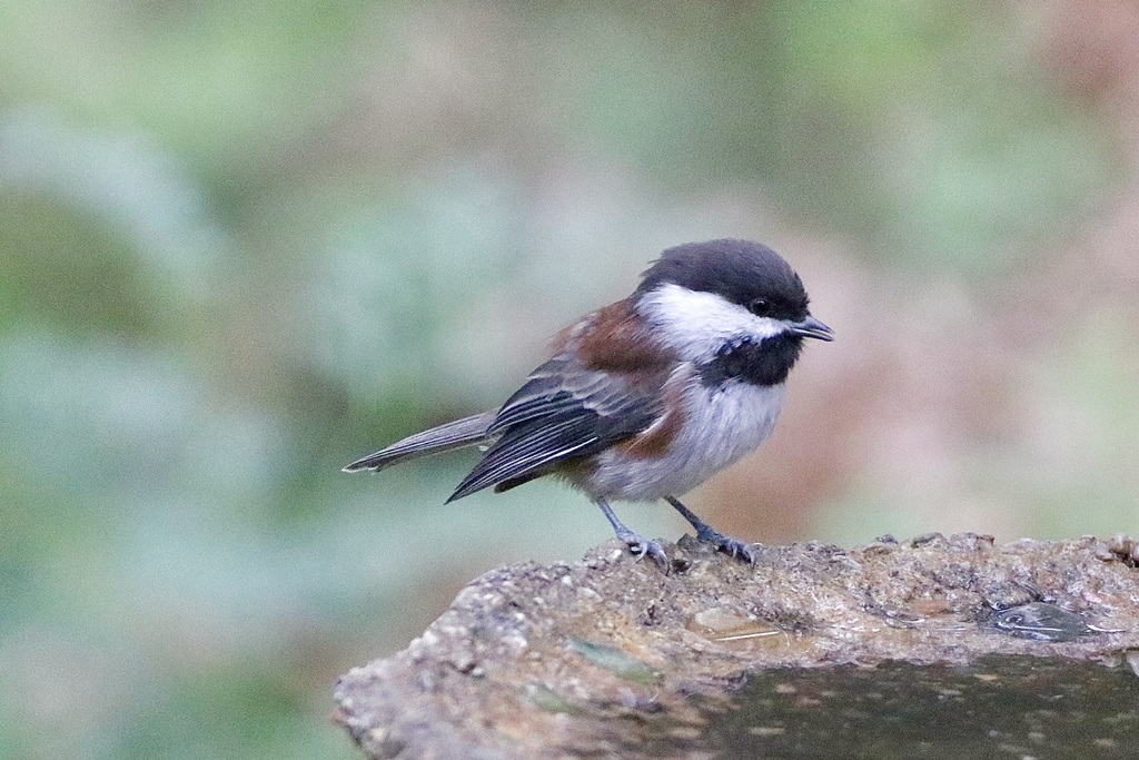 Chestnut-backed Chickadee from Pend Oreille County, WA, USA on ...