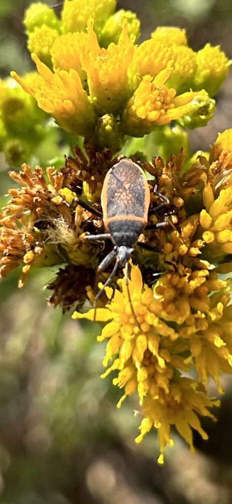 California Bordered Plant Bug from San Dieguito River Park, San Diego ...