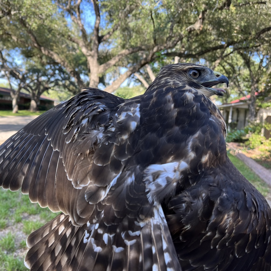 Broad-winged Hawk from P.S. Anderson Park, Alice, TX, US on September 4 ...
