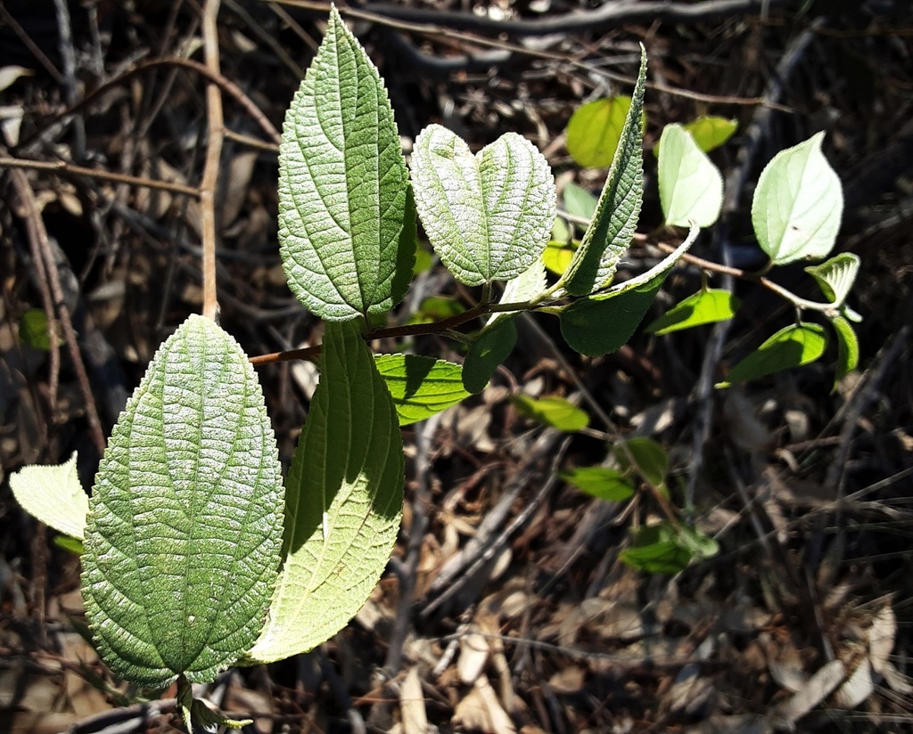 Nettle Tree from Murrumbo NSW 2849, Australia on September 1, 2023 at ...