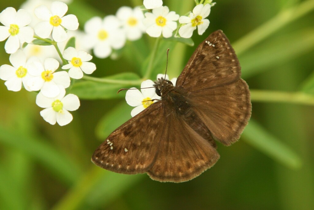 Horace's Duskywing from Kitty Toddy Nature Preserve, Lucas County, OH ...