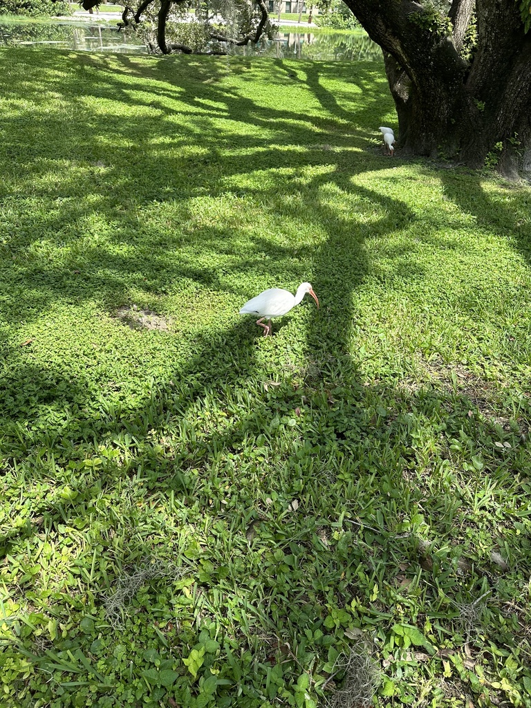 White Ibis from University of South Florida, Tampa, FL, US on September ...