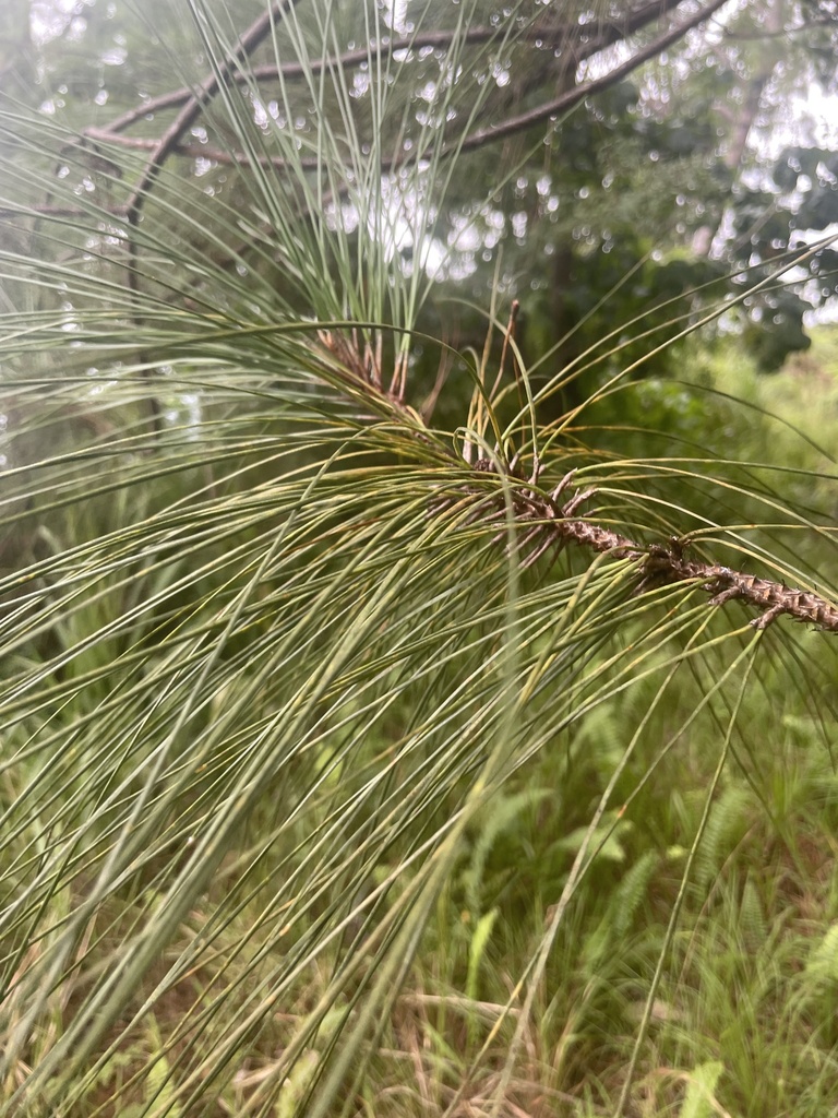 Caribbean pine from Puerto Rico, San Germán, Puerto Rico, US on September 4, 2023 at 10:24 AM by ...