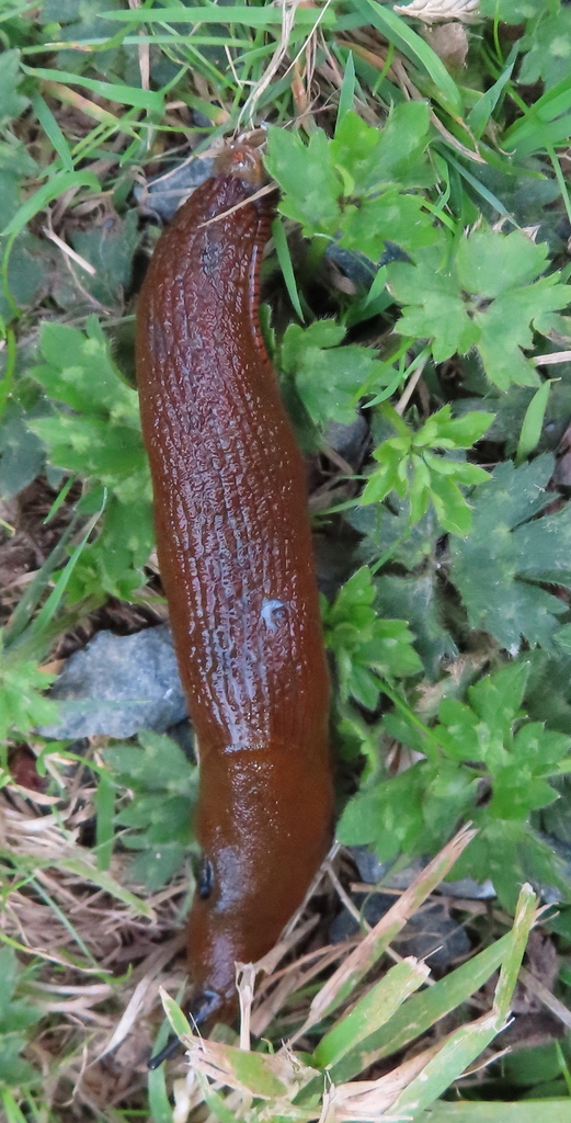 ater-group Arion Slugs from Whatcom, Washington, United States on ...