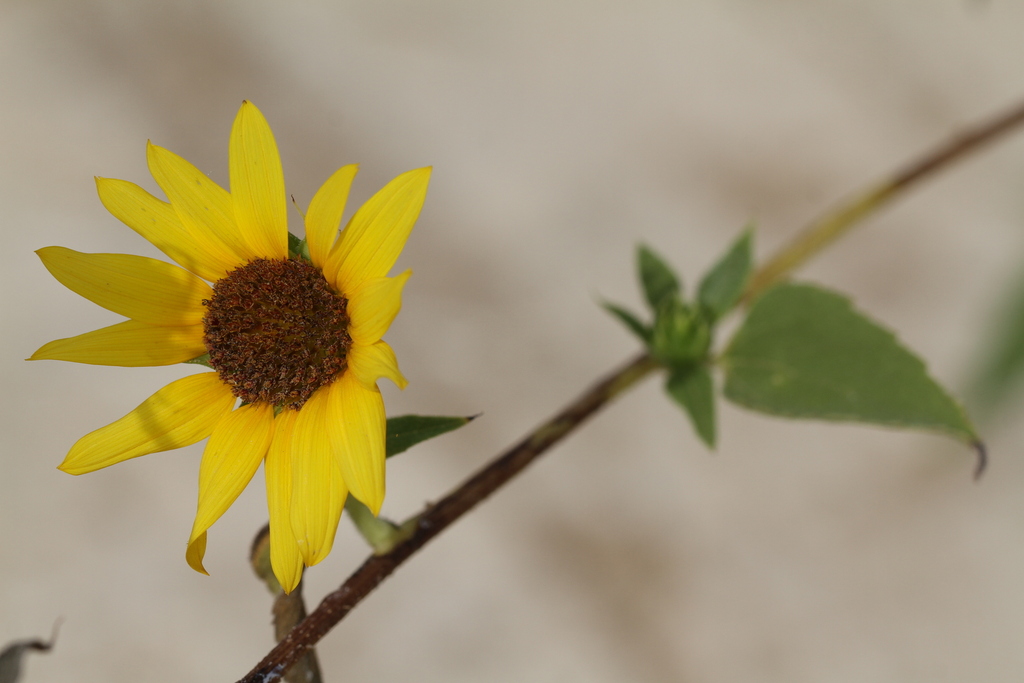 Common Sunflower from Riverside, California, United States on September ...