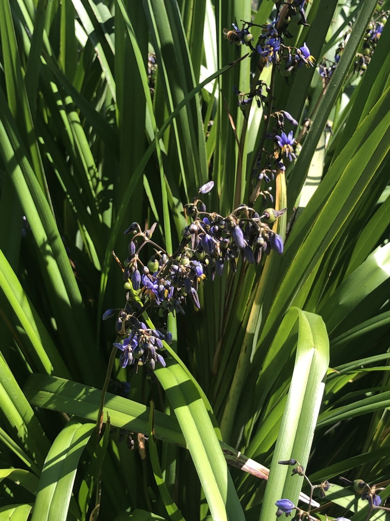 flax-lilies from Hanlon Park / Bur'uda, Stones Corner, QLD, AU on ...