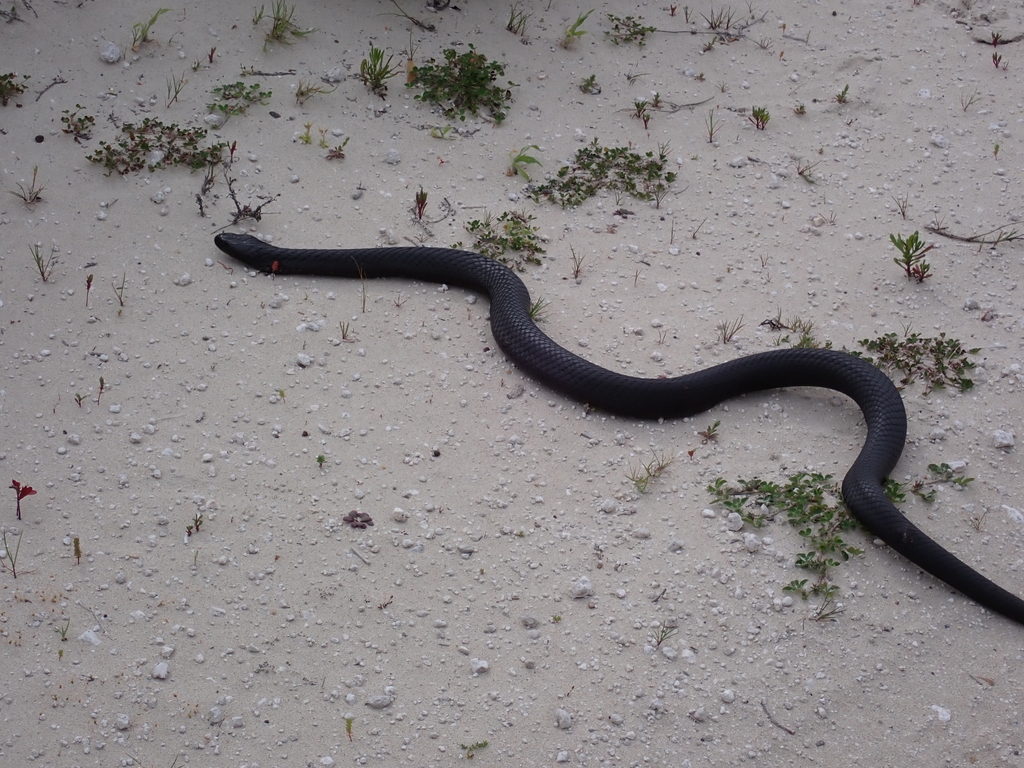 Tiger Snake in September 2023 by distinguished_orca · iNaturalist