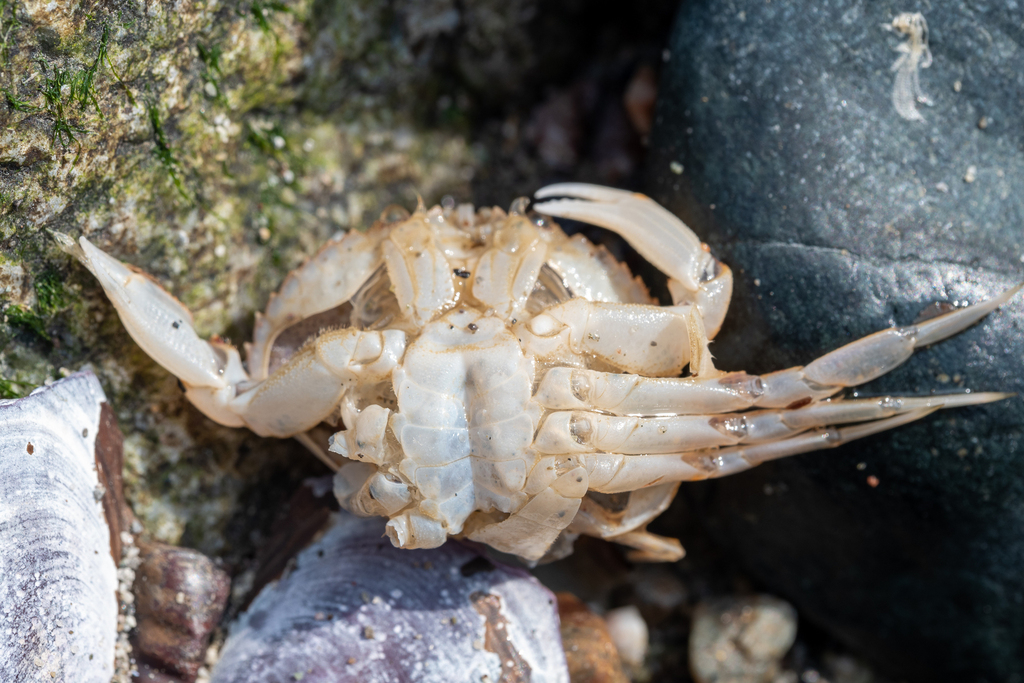 Rock Crabs from UBC, University Endowment Lands, BC, Canada on ...