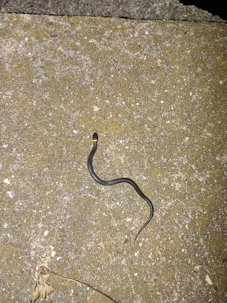 ring-necked snake from Upham, WI, USA on September 3, 2023 at 10:21 PM ...