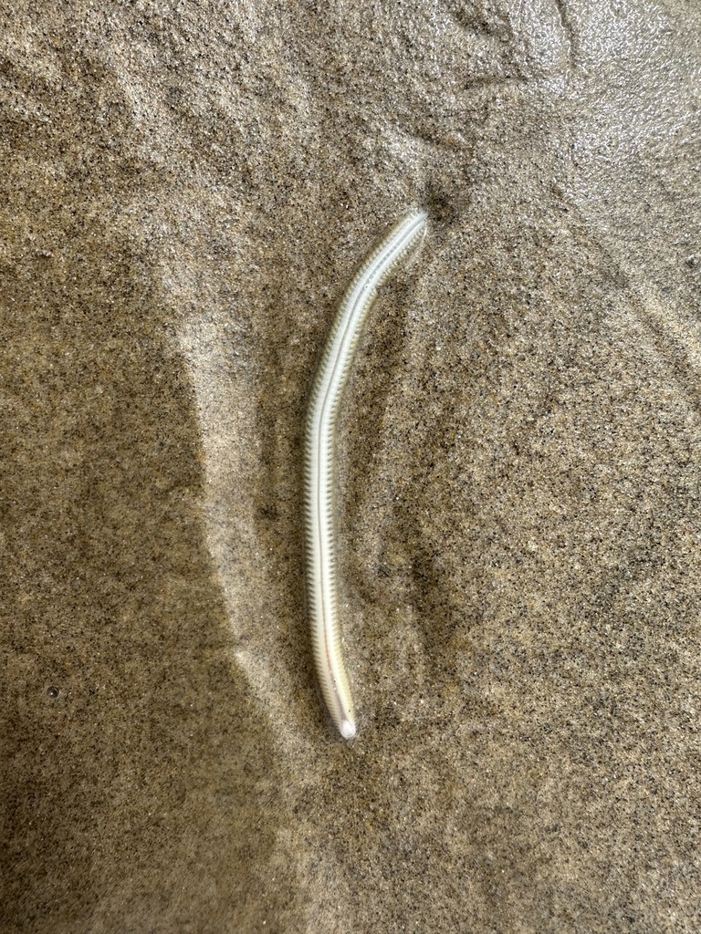 Nephthys's Sand-worms in September 2023 by danilately · iNaturalist