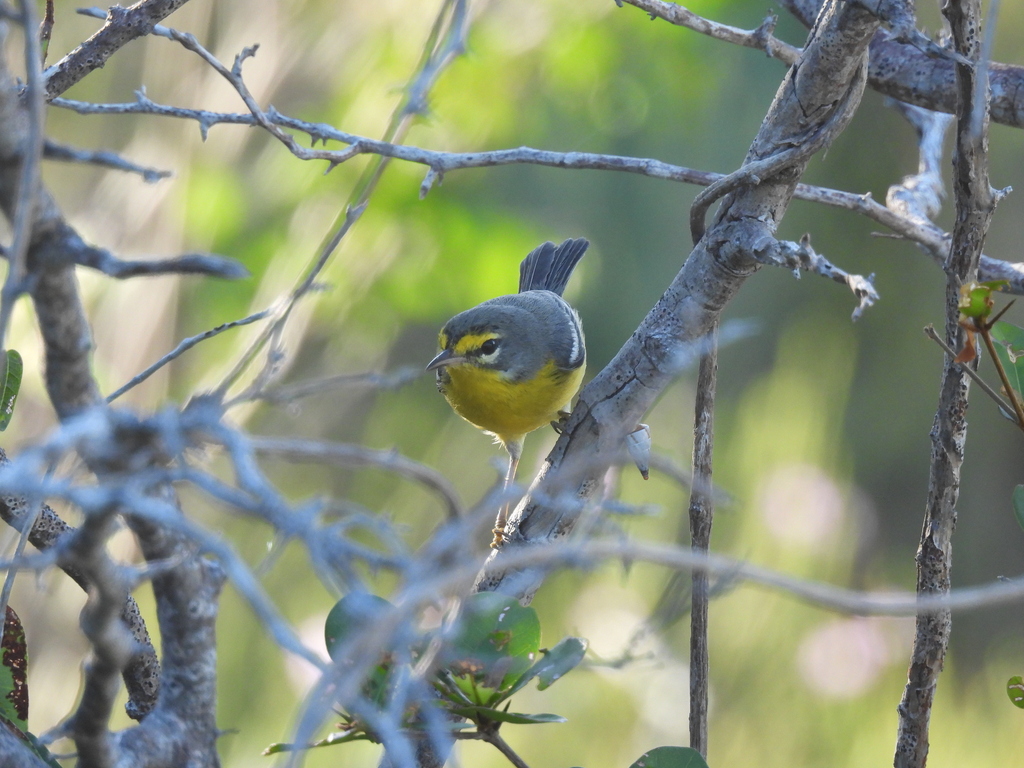 Adelaide's Warbler from Carenero, Guánica 00653, Puerto Rico on ...