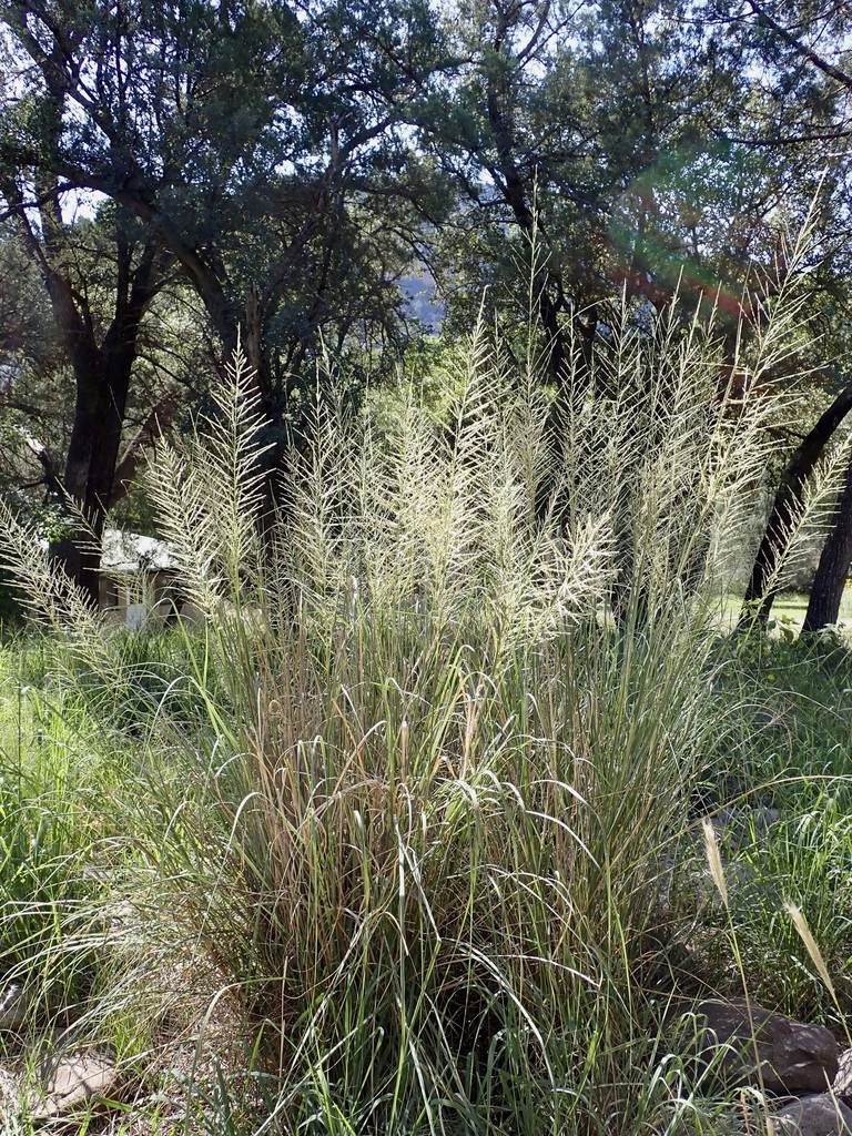 big sacaton from Cochise County, AZ, USA on August 30, 2023 at 09:12 AM ...