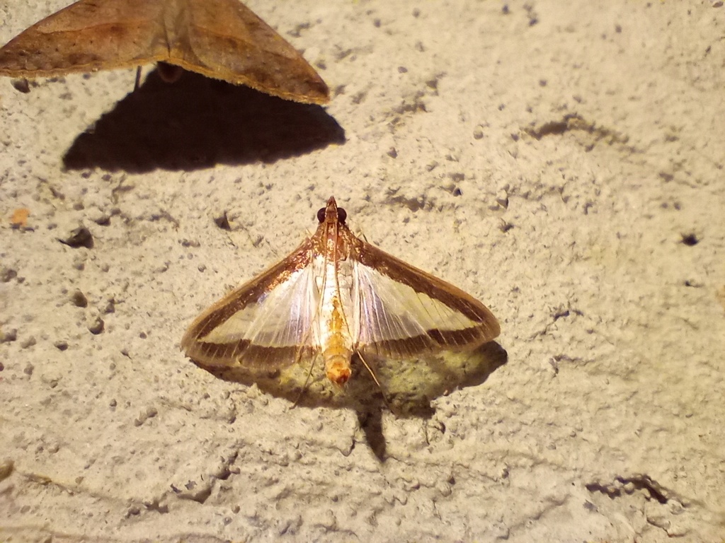 Melonworm Moth from Fortín, Ver., México on August 9, 2023 at 10:44 PM ...