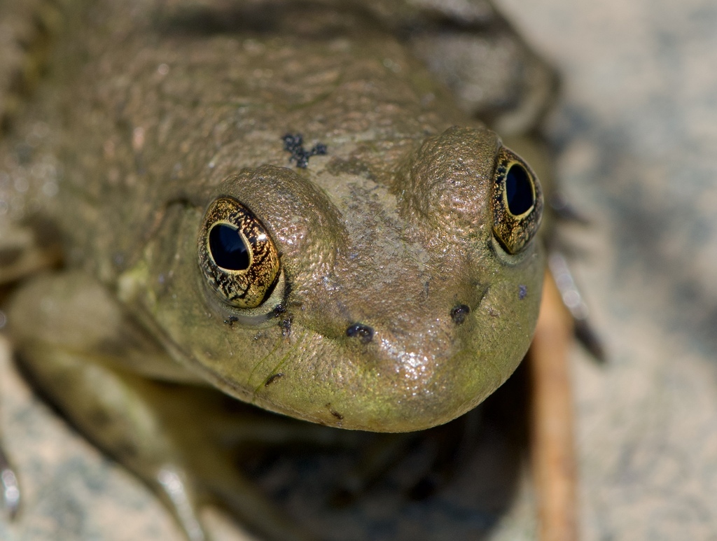 American Bullfrog from Chatham County, NC, USA on September 3, 2023 at ...