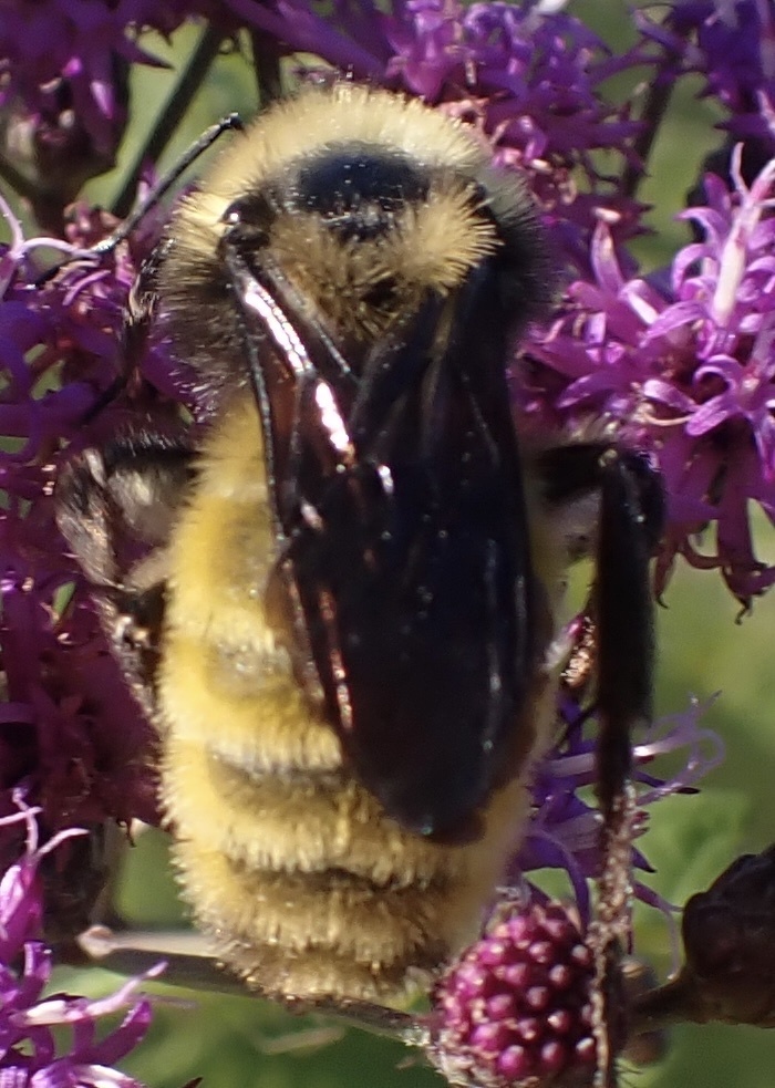 American Bumble Bee from Eupora, MS, US on September 4, 2023 at 05:14 ...