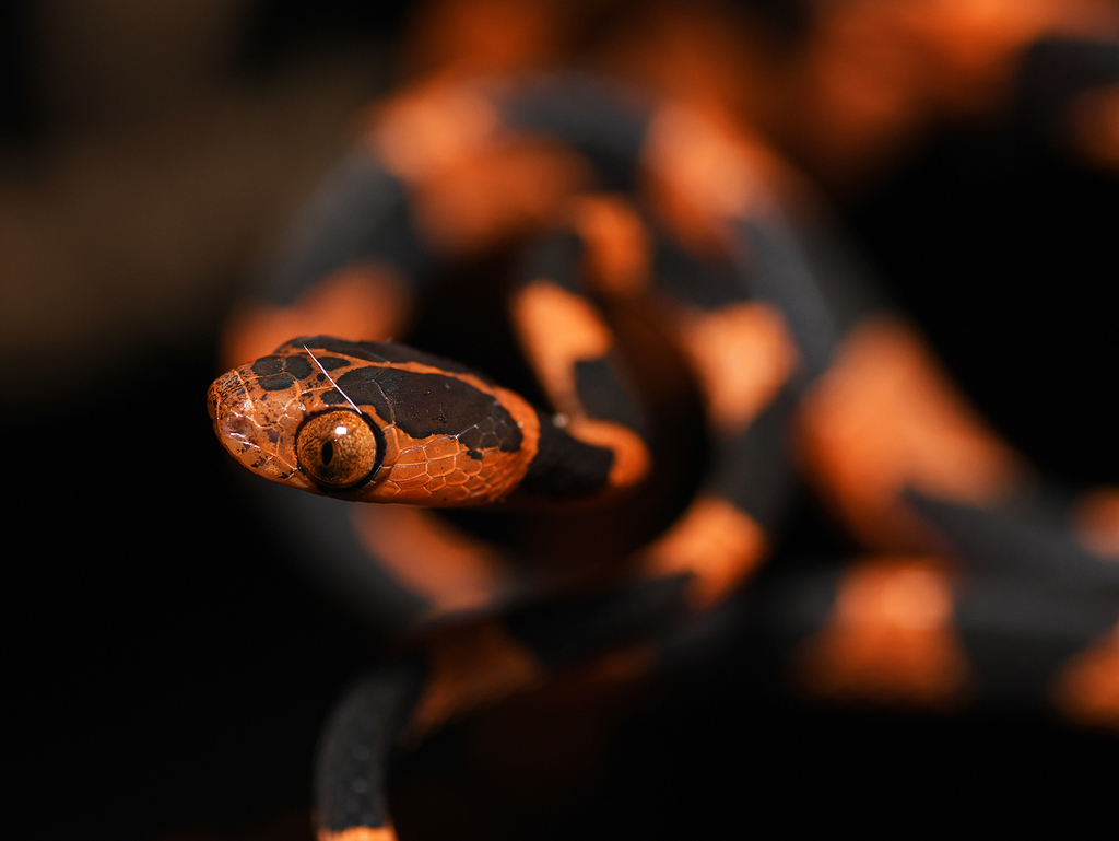 Snakes and Lizards (Squamata) - Snakes and Lizards