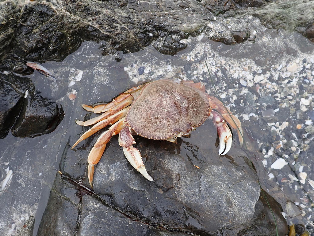 Dungeness Crab from Bamfield, BC, Canada on June 15, 2022 at 05:13 PM ...