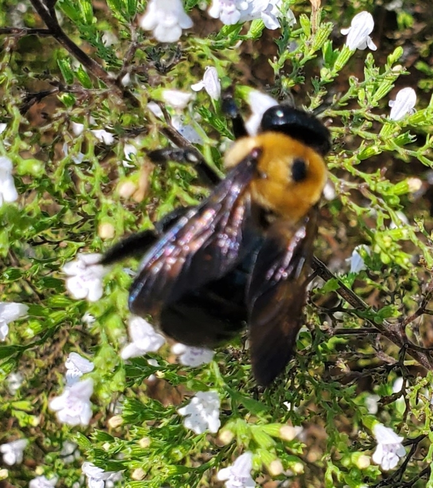 Eastern Carpenter Bee from West Florissant @ Shreve NB, St. Louis, MO ...