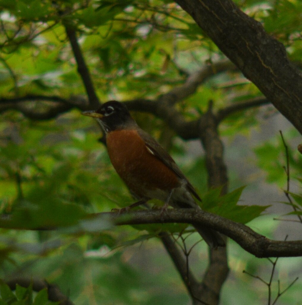 American Robin from Adams Morgan, Washington, DC, USA on August 6, 2023 ...