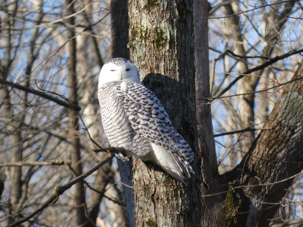 Snowy Owl from Tate Township, OH, USA on December 12, 2021 at 10:47 AM ...