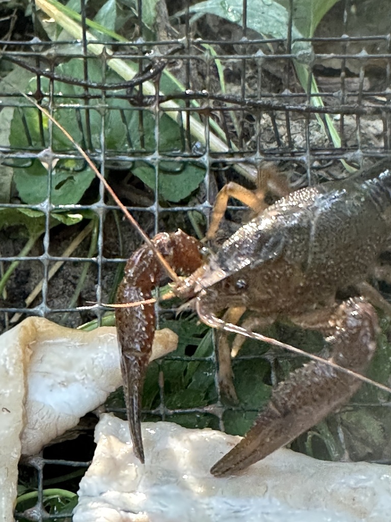 White River Crayfish from S Timmers Ln, Appleton, WI, US on September 4 ...