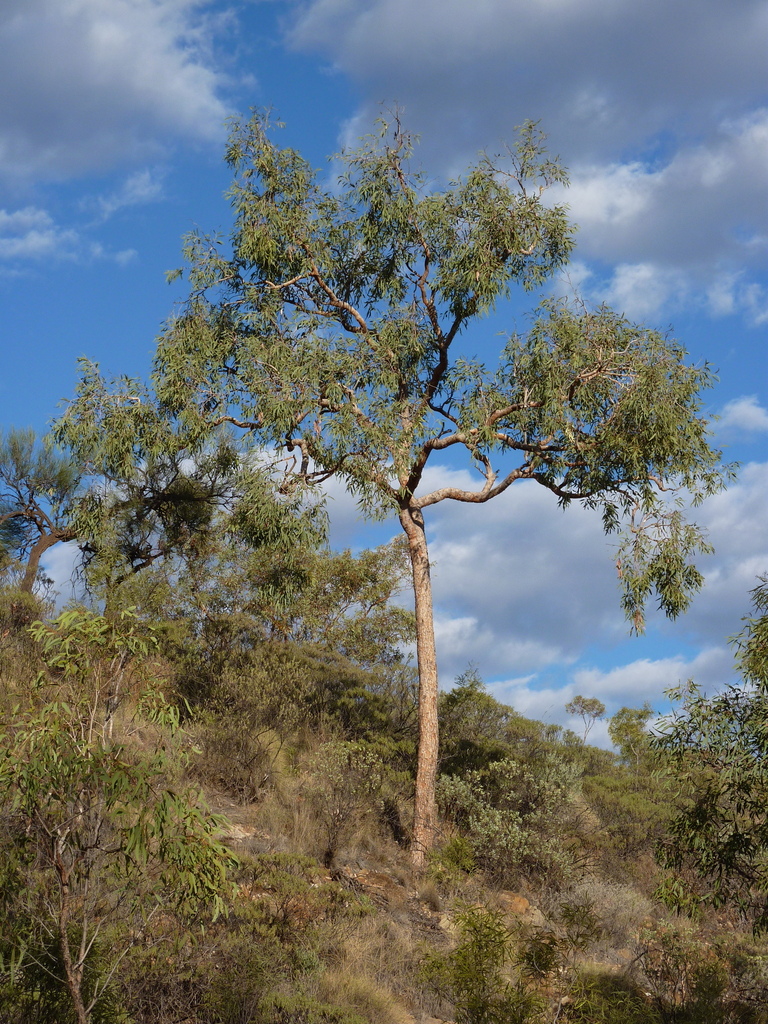 Desert Bloodwood from Hart NT 0872, Australia on July 19, 2013 at 09:35 ...