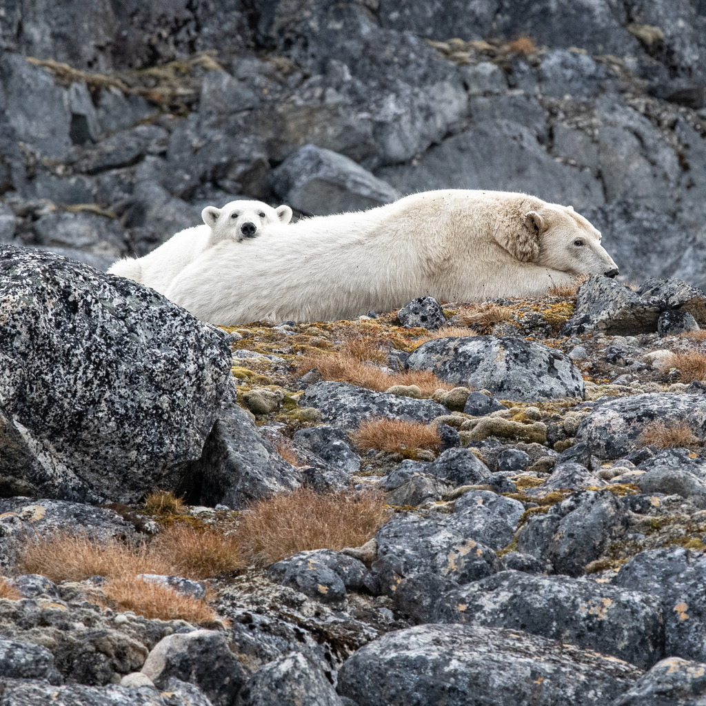 Polar Bear from Svalbard, Svalbard and Jan Mayen on August 21, 2023 at ...