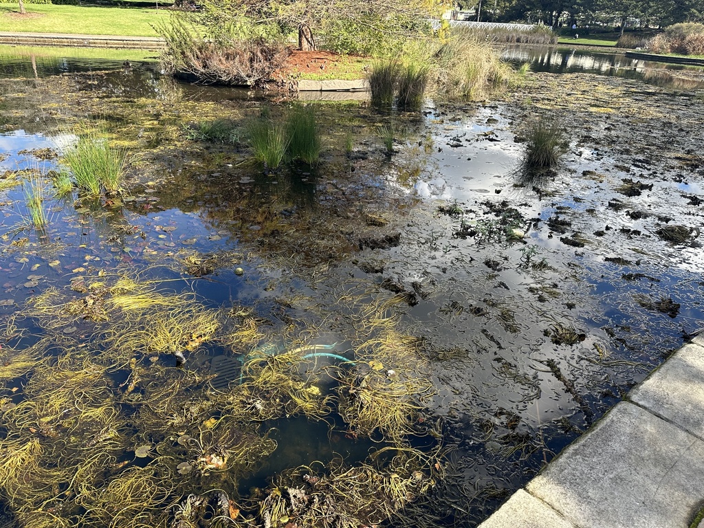 vascular plants from Victoria Park, Camperdown, NSW, AU on August 16, 2023 at 01:25 PM by quinn ...