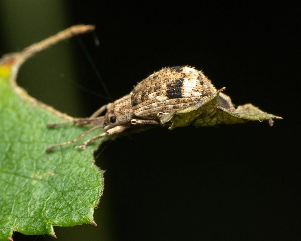 Peach Root Weevil from Potomac, Maryland, USA on August 26, 2023 at 12: ...