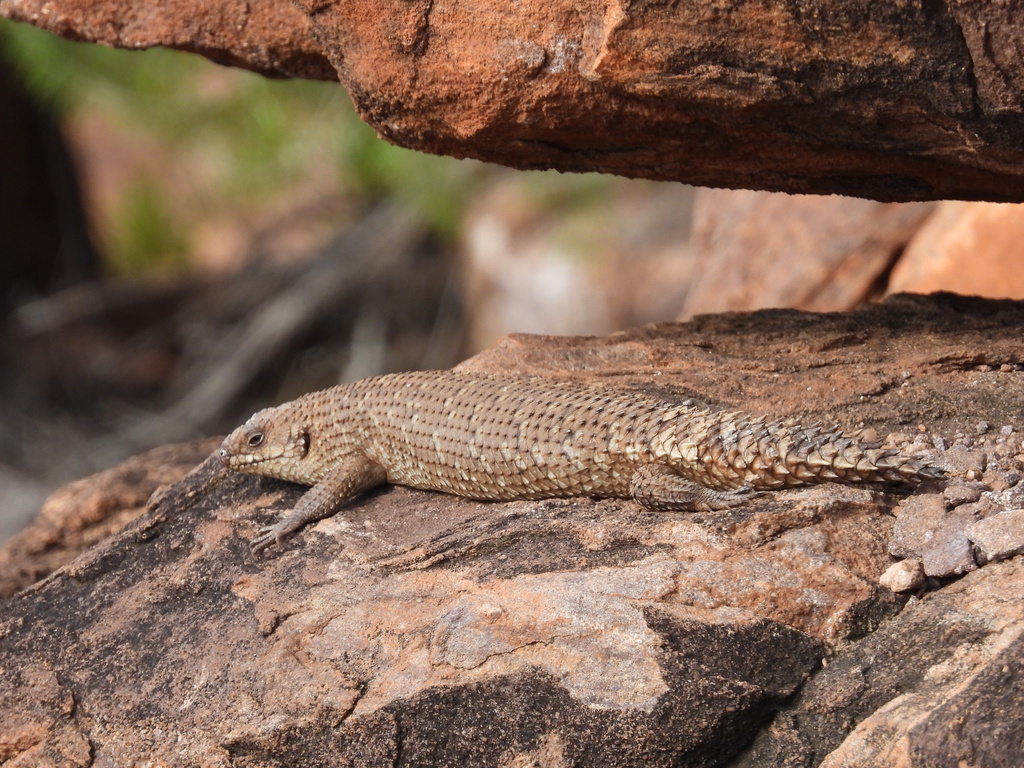 Gidgee Skink from Whyalla Conservation Park, Whyalla Barson, SA, AU on ...