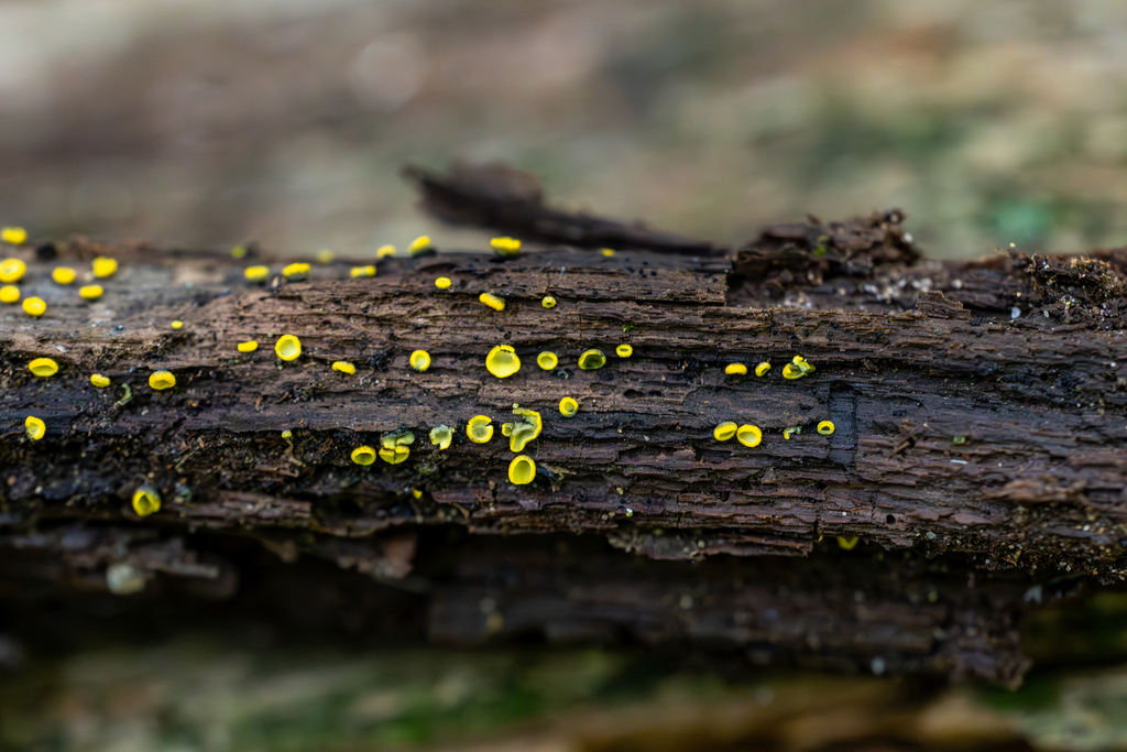 Chlorosplenium chlora from Westmoreland County, PA, USA on September 3 ...