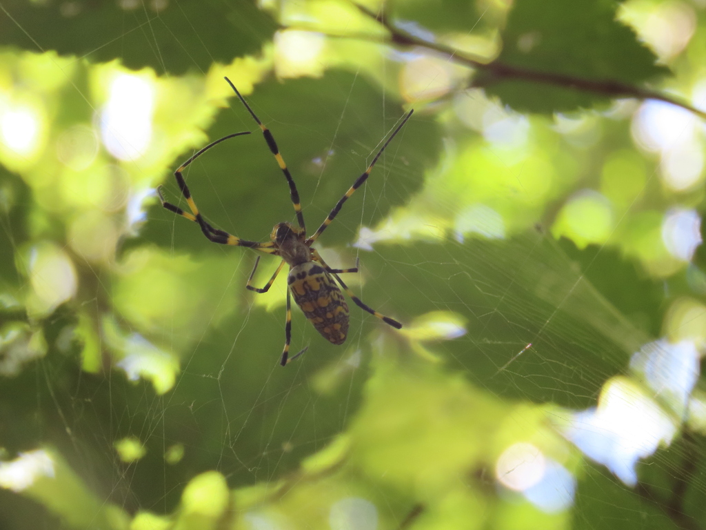 Joro Spider from Hakone, Ashigarashimo District, Kanagawa, Japan on ...