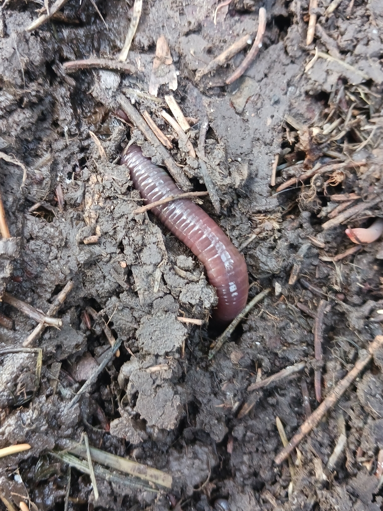 Common Earthworm from Elgin, OR 97827, USA on September 4, 2023 at 05: ...