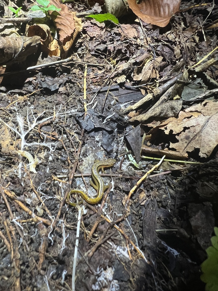 Blue Ridge Two-lined Salamander from Pisgah National Forest, Banner Elk ...