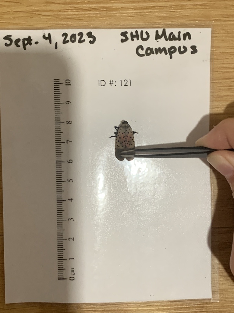 Spotted Lanternfly from Post Rd, Fairfield, CT, US on September 4, 2023 ...