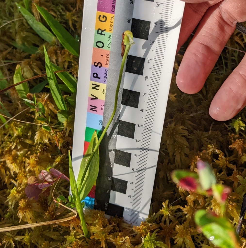 Rose Pogonia from Fitzwilliam, NH 03447, USA on September 2, 2023 at 09 ...