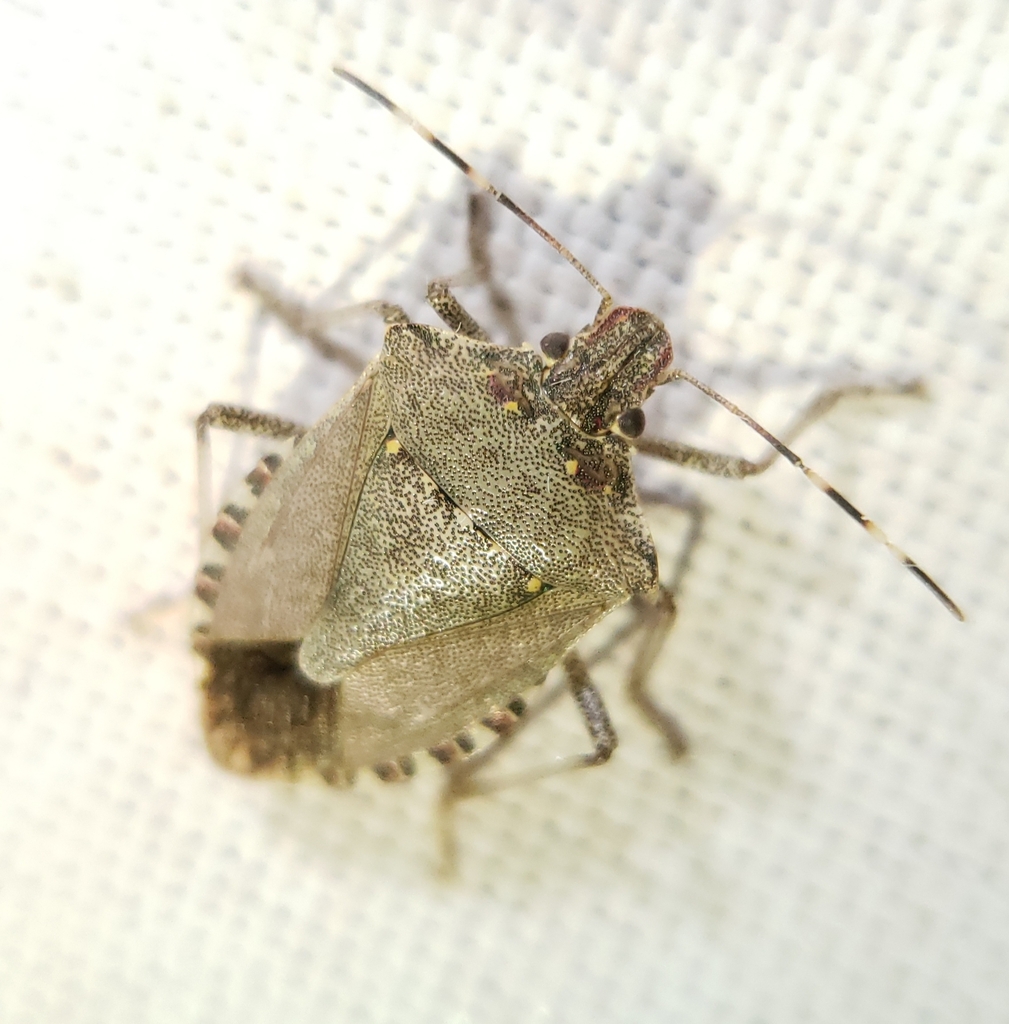 Brown Marmorated Stink Bug from Monkton, MD, USA on September 3, 2023 ...