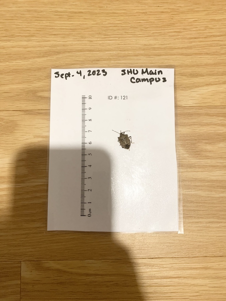 Brown Marmorated Stink Bug from Post Rd, Fairfield, CT, US on September ...