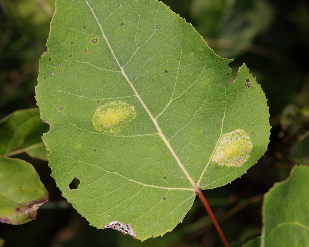 Aspen Leaf Blotch Miner from Blackman Conservation Property, Groton, MA ...