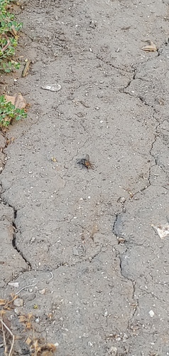 Observations by milagrosmagdaleno · iNaturalist