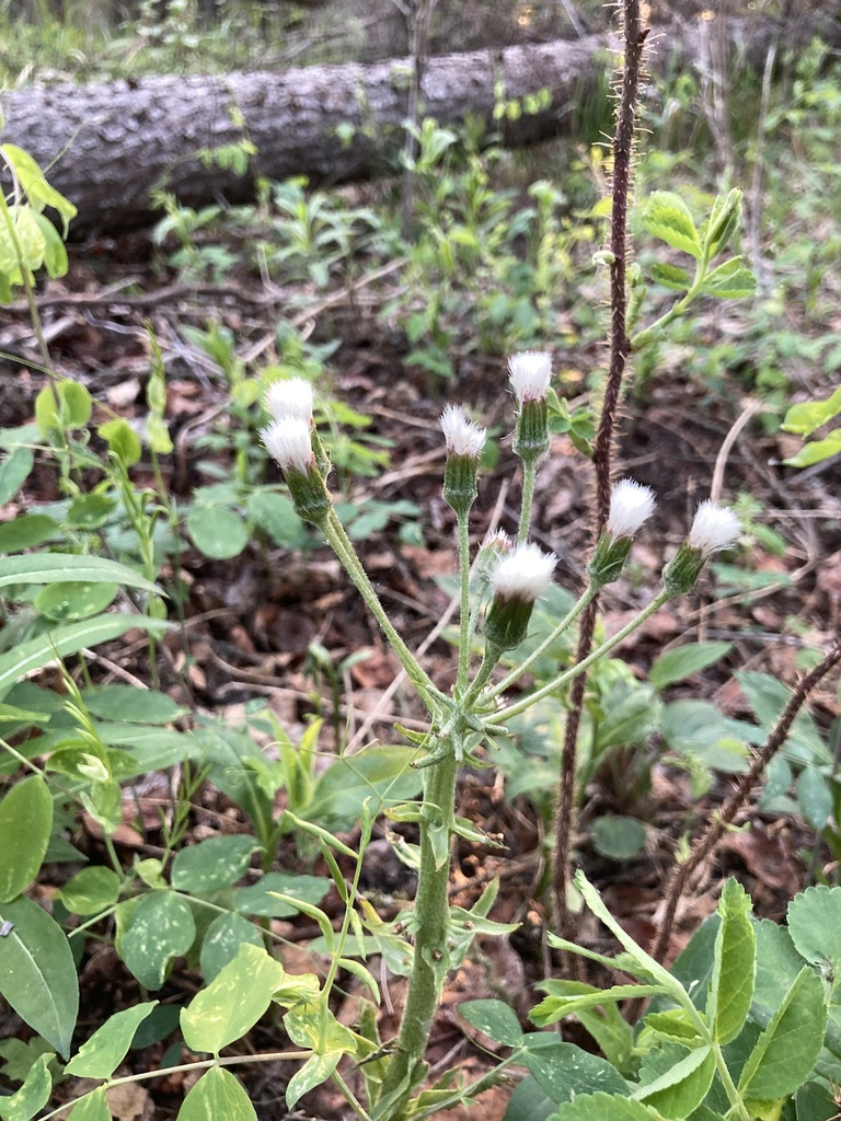 Arctic Butterbur from Foothills County, AB, Canada on May 28, 2023 at ...