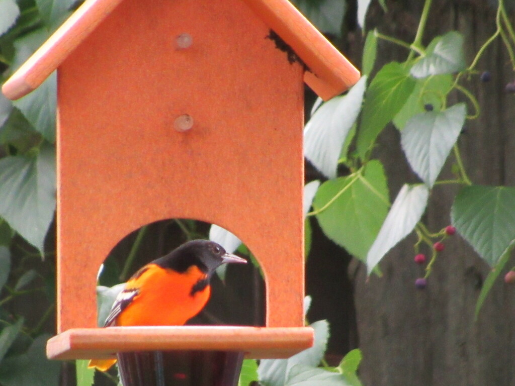 Baltimore Oriole from Benbrook, TX, USA on September 3, 2023 at 02:12 ...