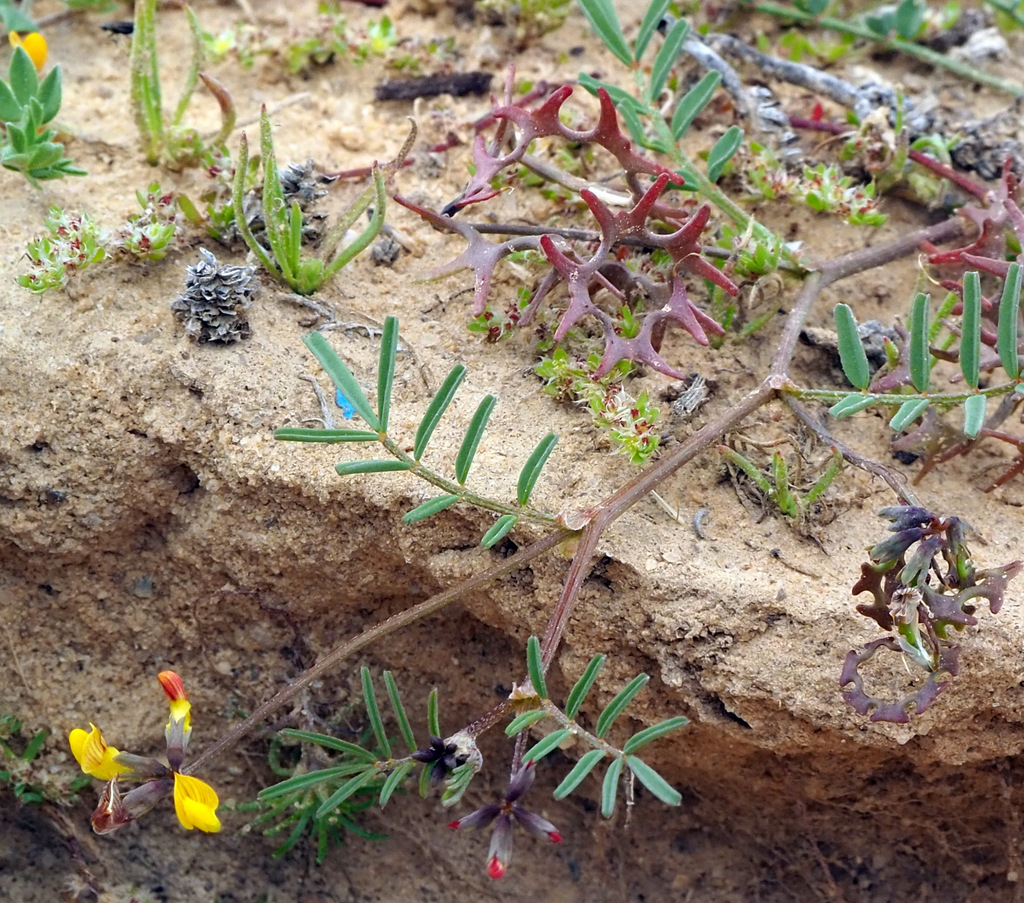 (Hippocrepis areolata) - Botanical Realm